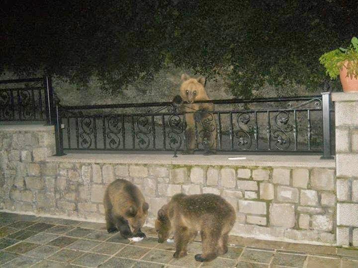 Στην οροσειρά της Πίνδου οι περισσότερες αρκούδες - EpirusPost