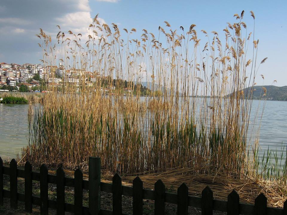 Έκρυψαν το χασίς σε μπουκάλια και τα μπουκάλια στα καλάμια! - EpirusPost