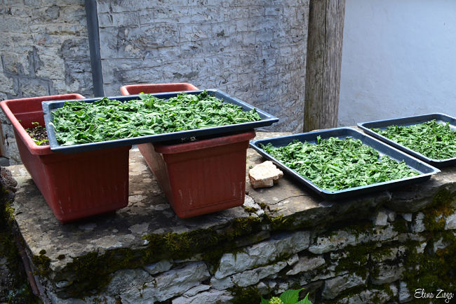 Η παραδοσιακή γνώση στα χόρτα του Ζαγορίου - EpirusPost