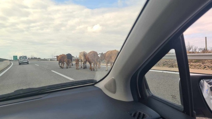 Άκτιο- Βόνιτσα.. Κάνουν βόλτα τα μοσχάρια στον αυτοκινητόδρομο ...